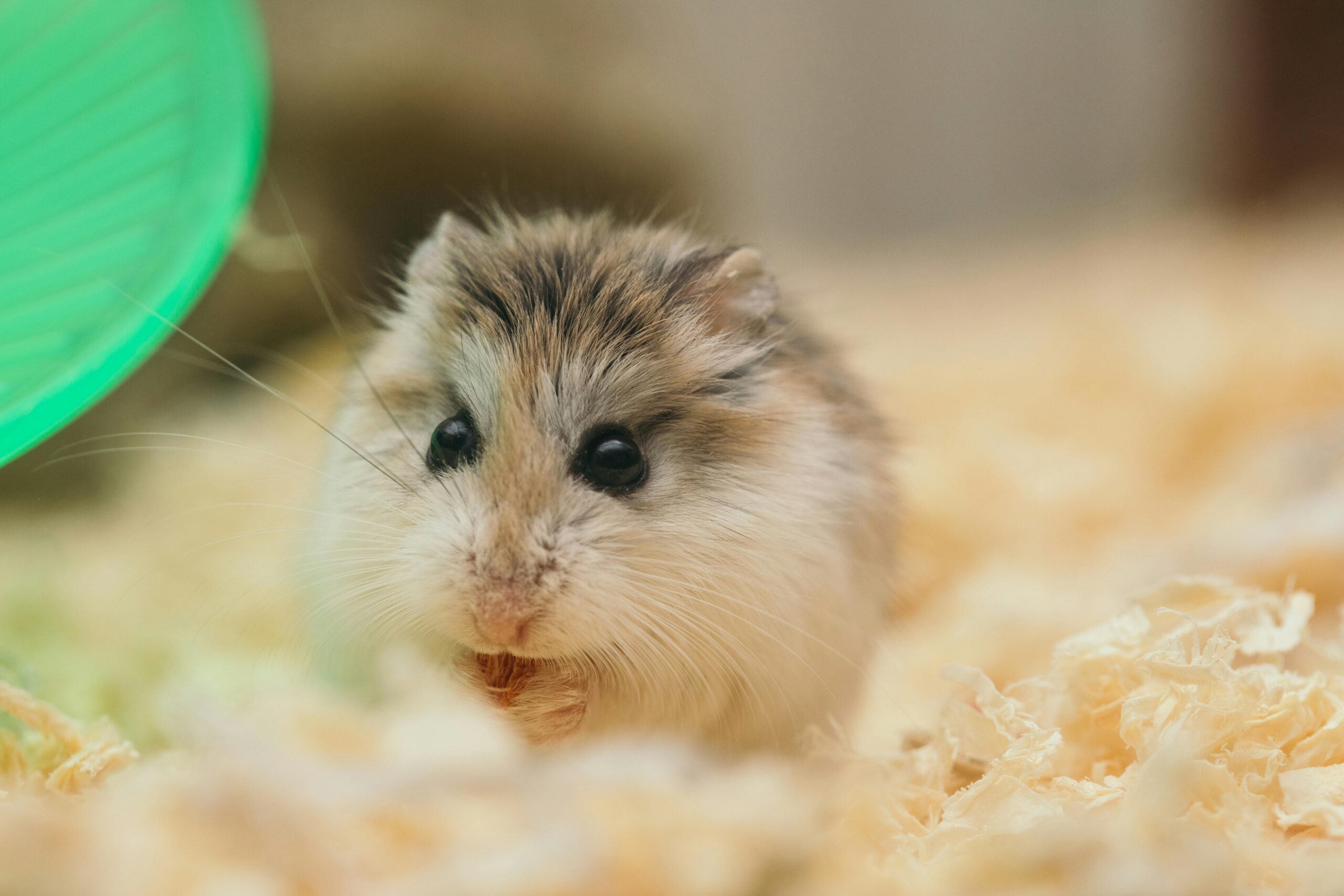 The Hamster Daily Combo: A Simple Routine for Happy Pets